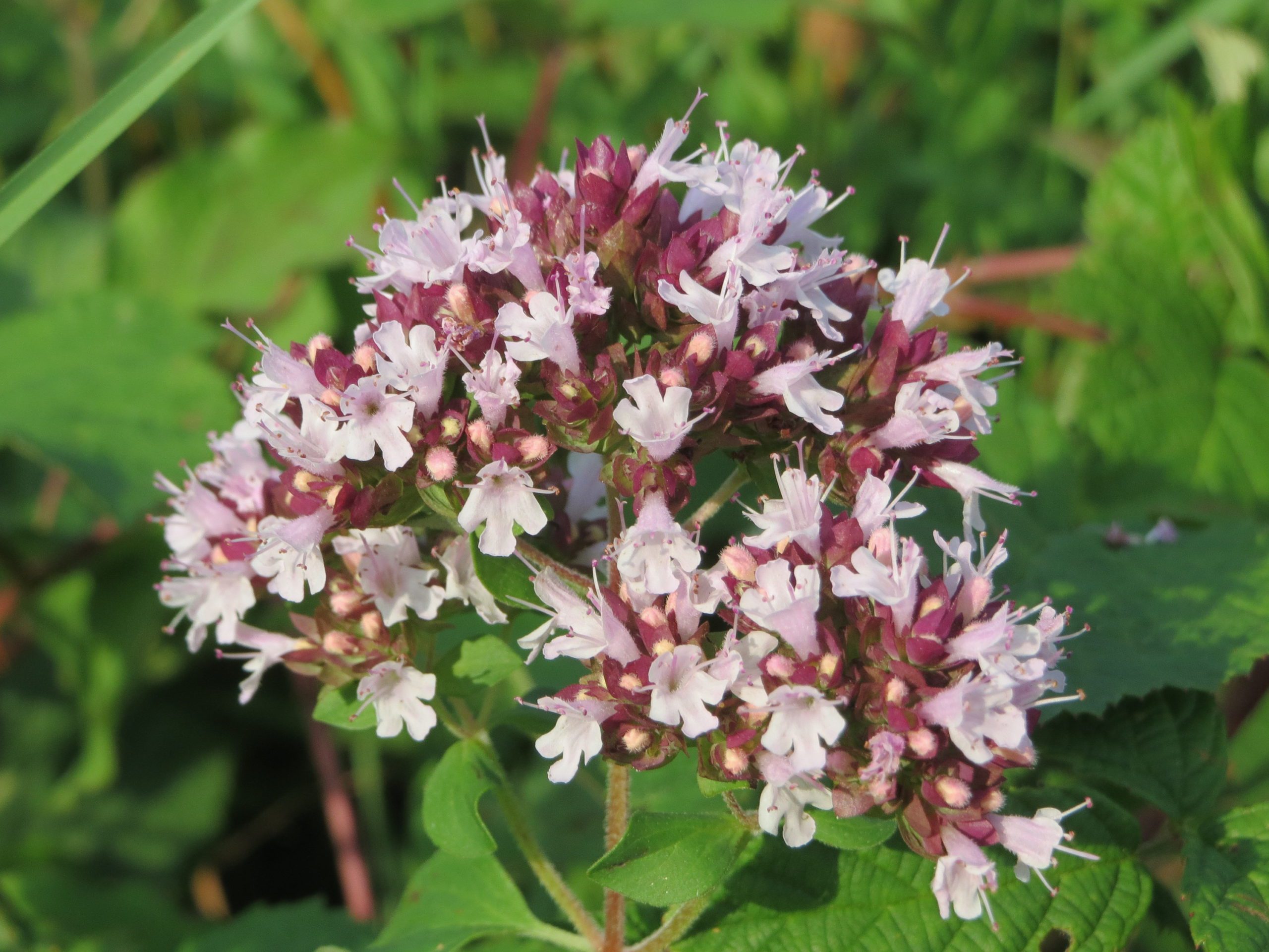 Origan / Région Morges